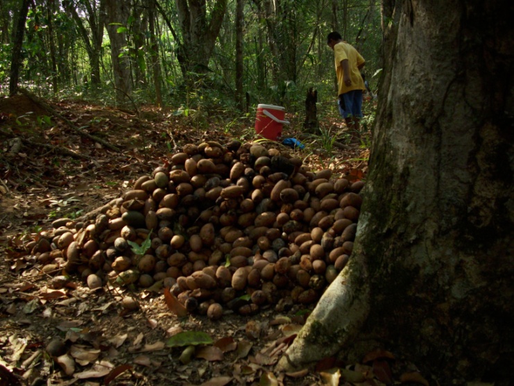 El IVIC avanza en investigaciones sobre la Sarrapia, fruto histórico ...