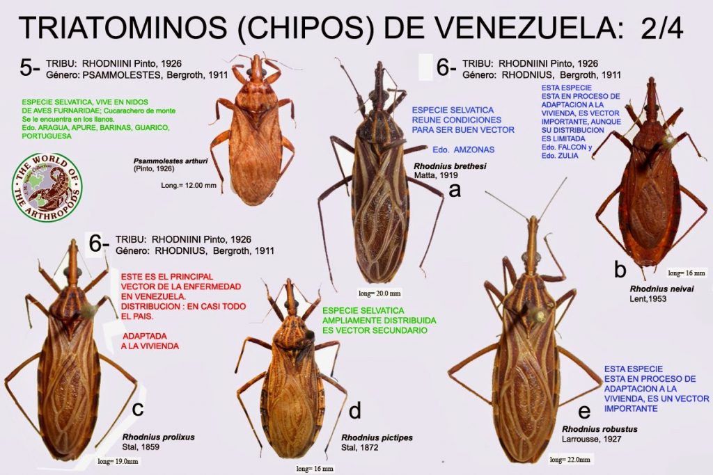 Chagas: “No estalla como las bombas ni suena como los tiros. Como el ...