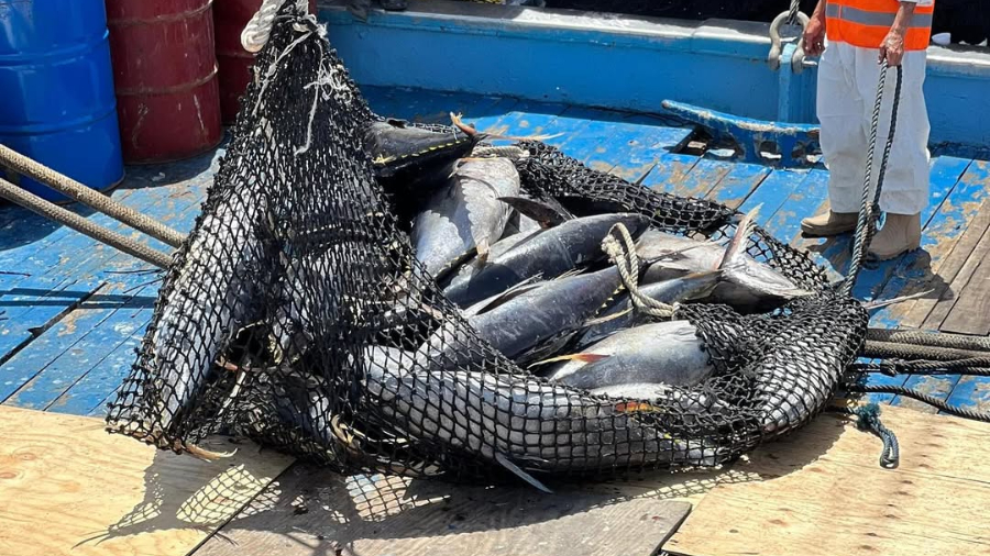Venezuela recibe 900 toneladas de atún del Pacífico para fortalecer la ...